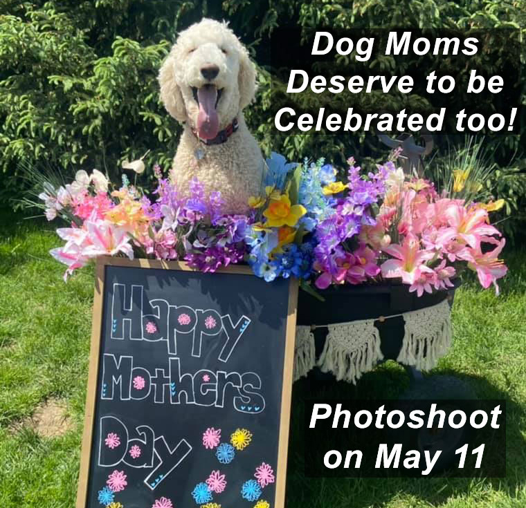 Dog Moms Deserve to be Celebrated too! – Beverly's Pet Resort Blog