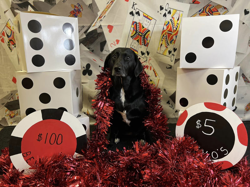 Beverly’s Pet Resort keeps getting Better! – Beverly's Pet Resort Blog